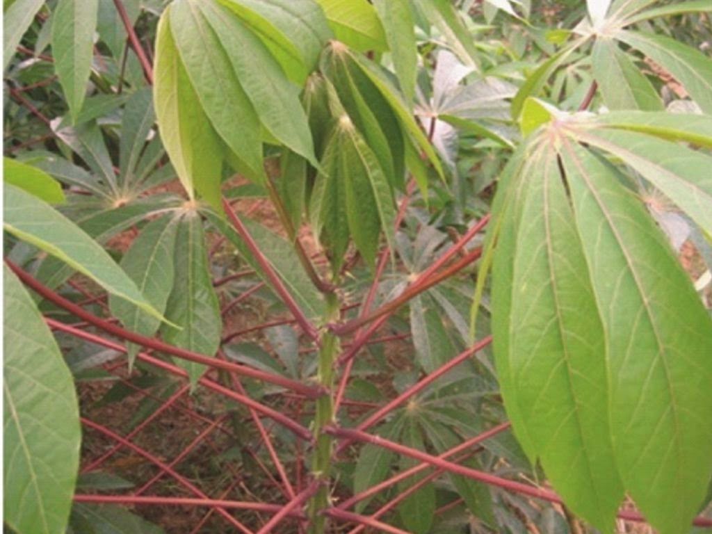 RTIMP Knowledge Center : Cassava Varieties - Capevars Bankye