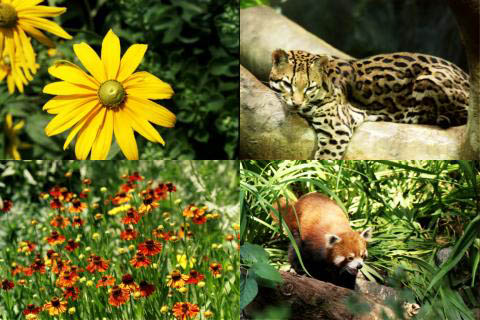 Free wallpapers: nature scenes with animals