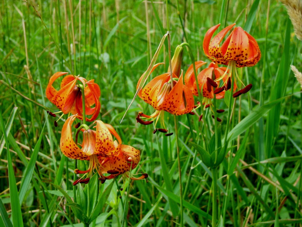 The Lucas Countyan: Michigan Lily