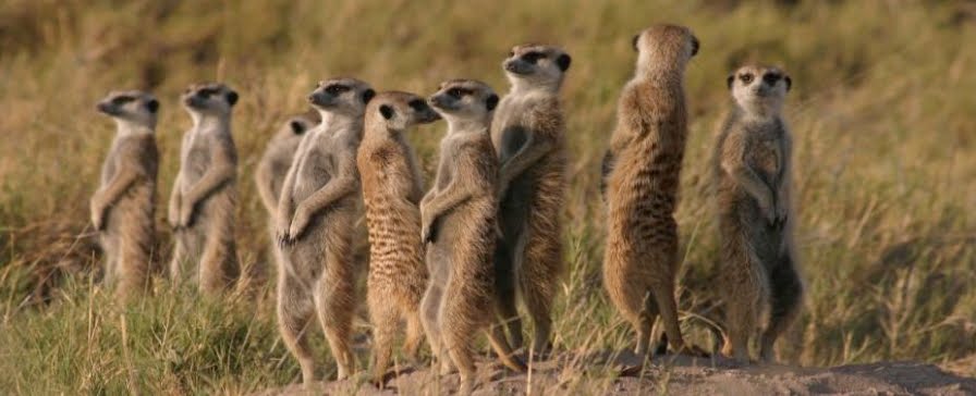 Manuel Alonso 5ºB: CURIOSIDADES SOBRE LOS SURICATOS