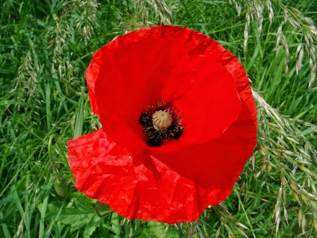ΠΑΠΑΡΟΥΝΑ - Papaver Rhoeas | ΒΟΤΑΝΟΘΕΡΑΠΕΙΑ . ΘΕΡΑΠΕΥΤΙΚΑ ΦΥΤΑ ΚΑΙ ΒΟΤΑΝΑ
