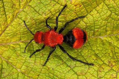 Most Terrifying & Amazing Creatures on Earth....: Deadly Cow Killer