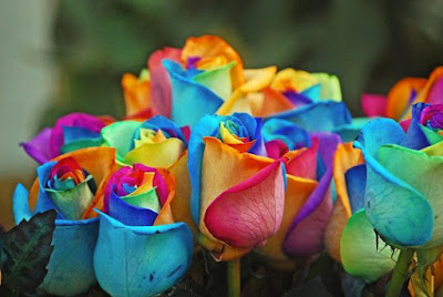 Rare Flower-Rainbow Roses Real ~ ThundersCloud