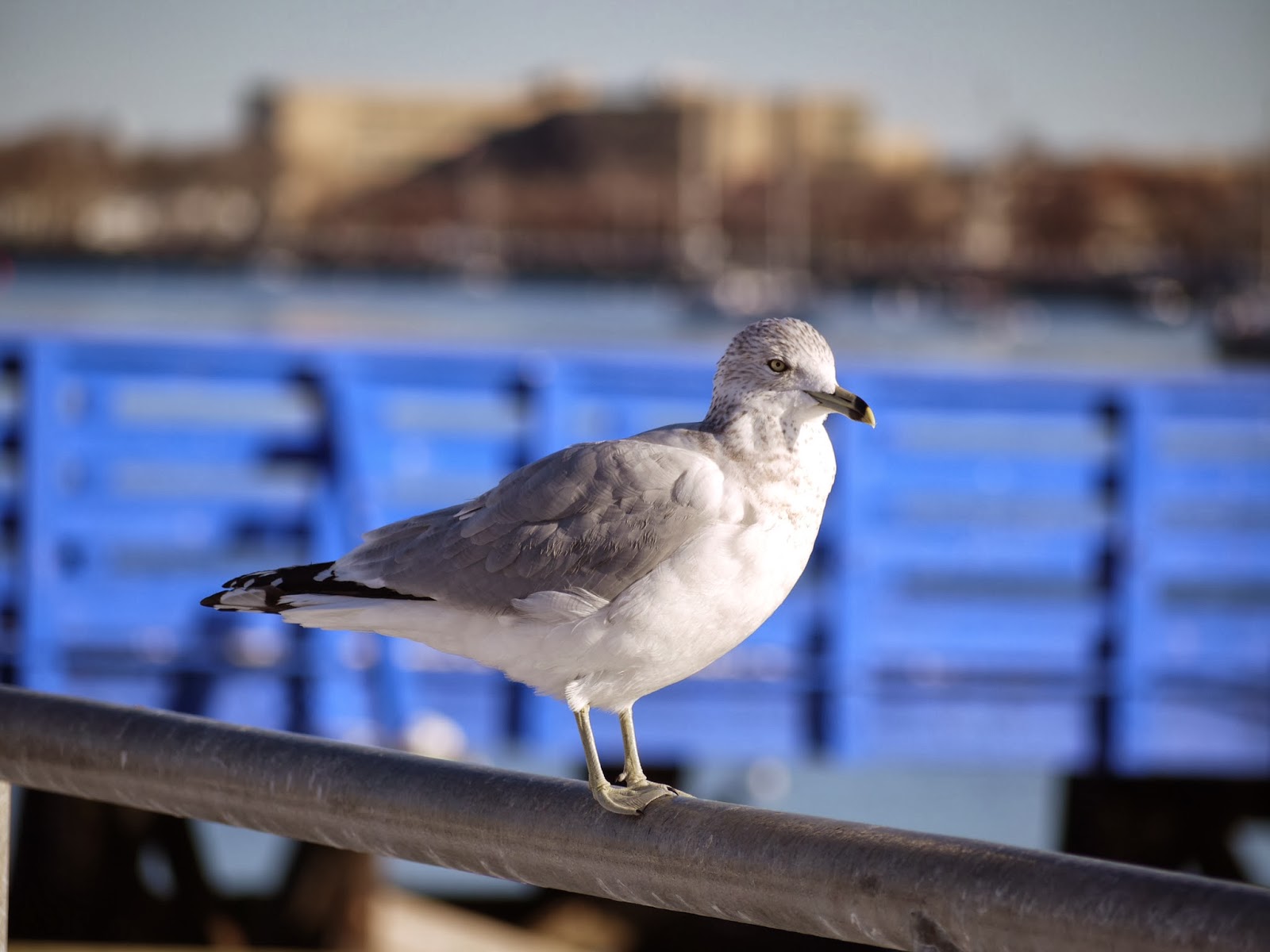 Frogma: Sheepshead Bay Duck Walk - 1/4/2014