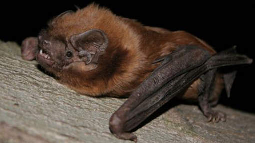 Karst Worlds: Greater Noctule Bat First Time Detected In Belgium