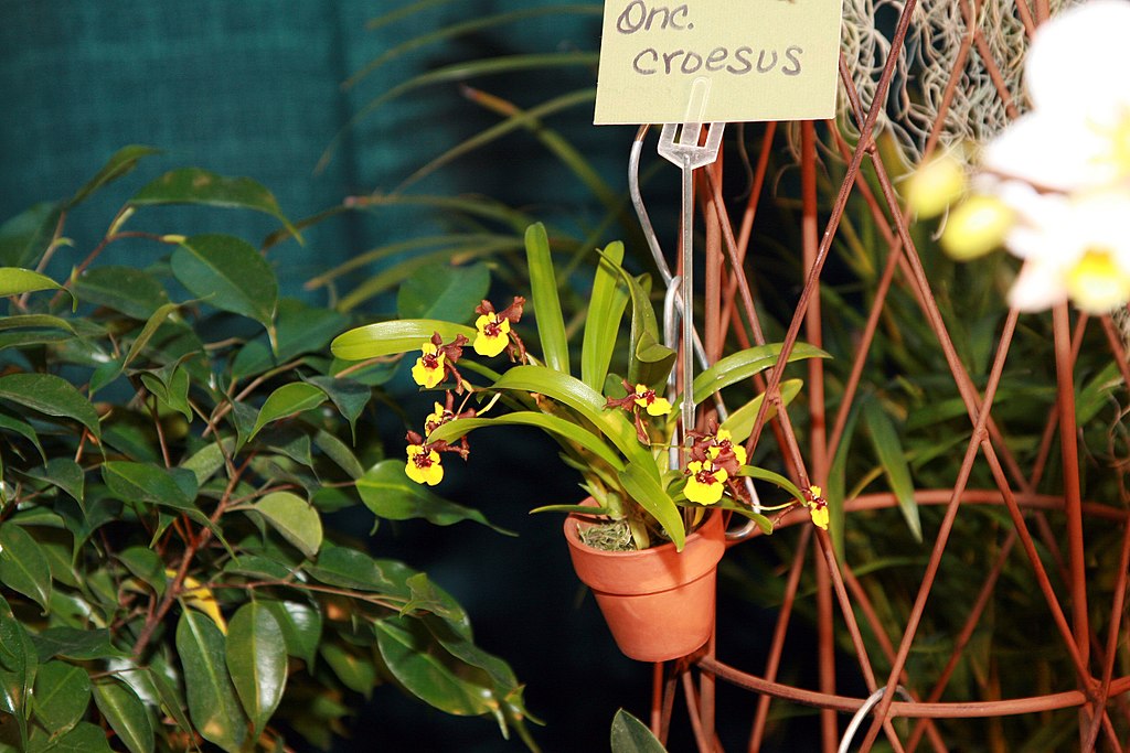 Grow and care Oncidium croesus orchid - The Rich Blooming Oncidium ...