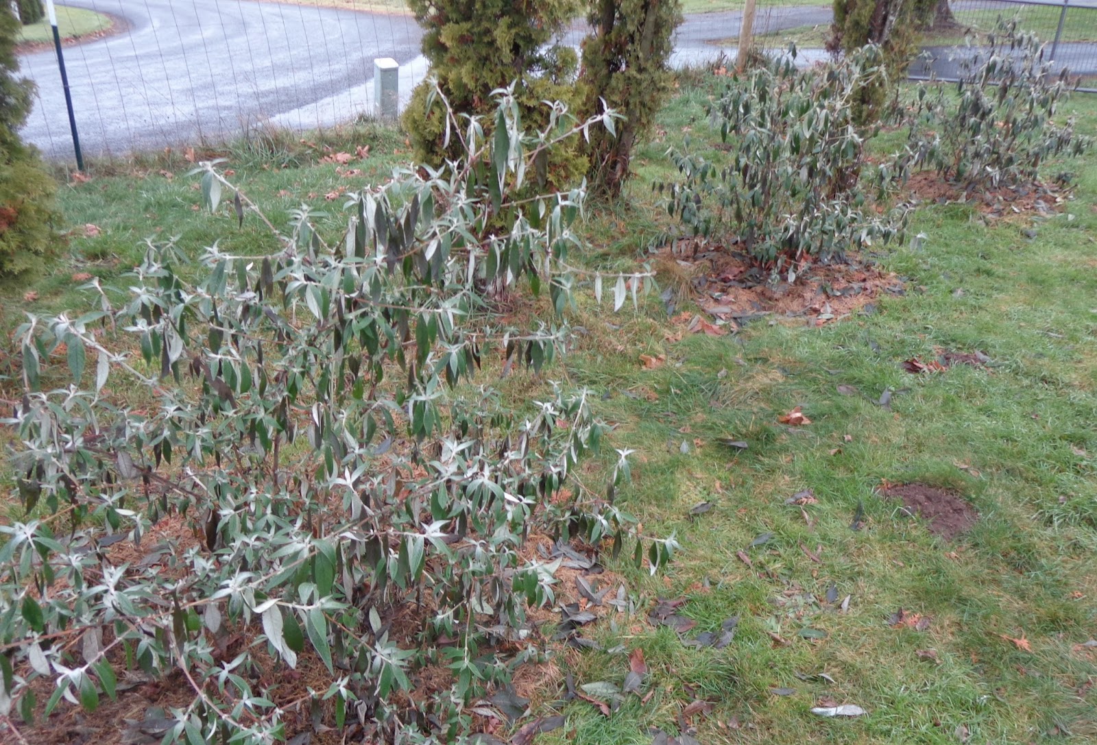 Daniel's Pacific NW Garden: Buddleias after the freeze