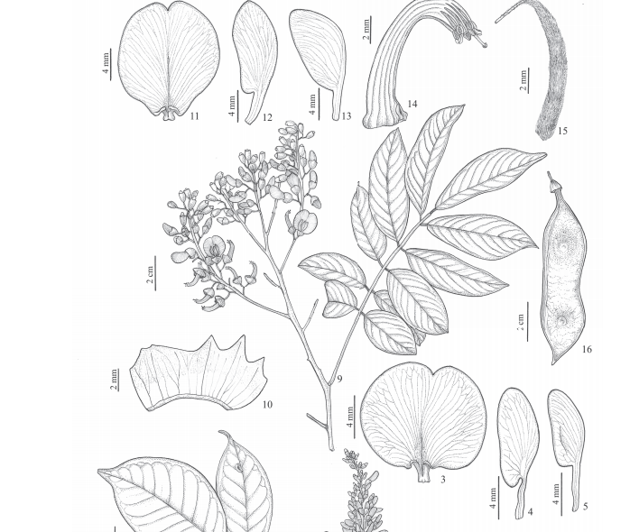 Fabaceae - Leguminosae: Revisão taxonômica de Lonchocarpus s. str ...