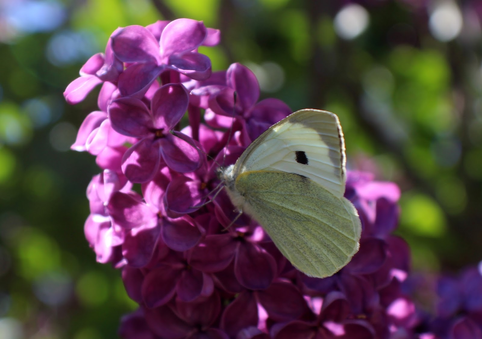 MIN NATUR: Syrenen lockar