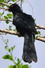 Tokwan Matarun: BURUNG BEREK-BEREK