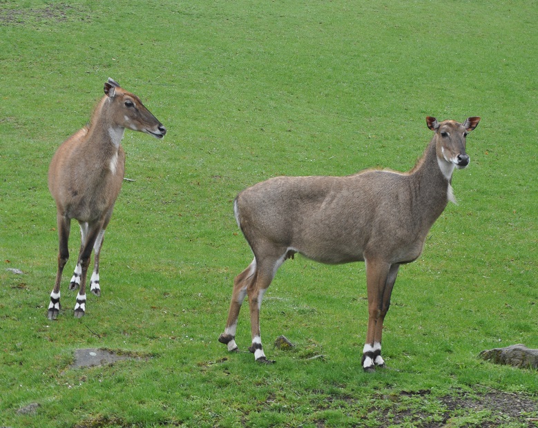 ZOOTOGRAFIANDO (6.100 ANIMALS): NILGO, NILGHAI O TORO AZUL / NILGAI ...