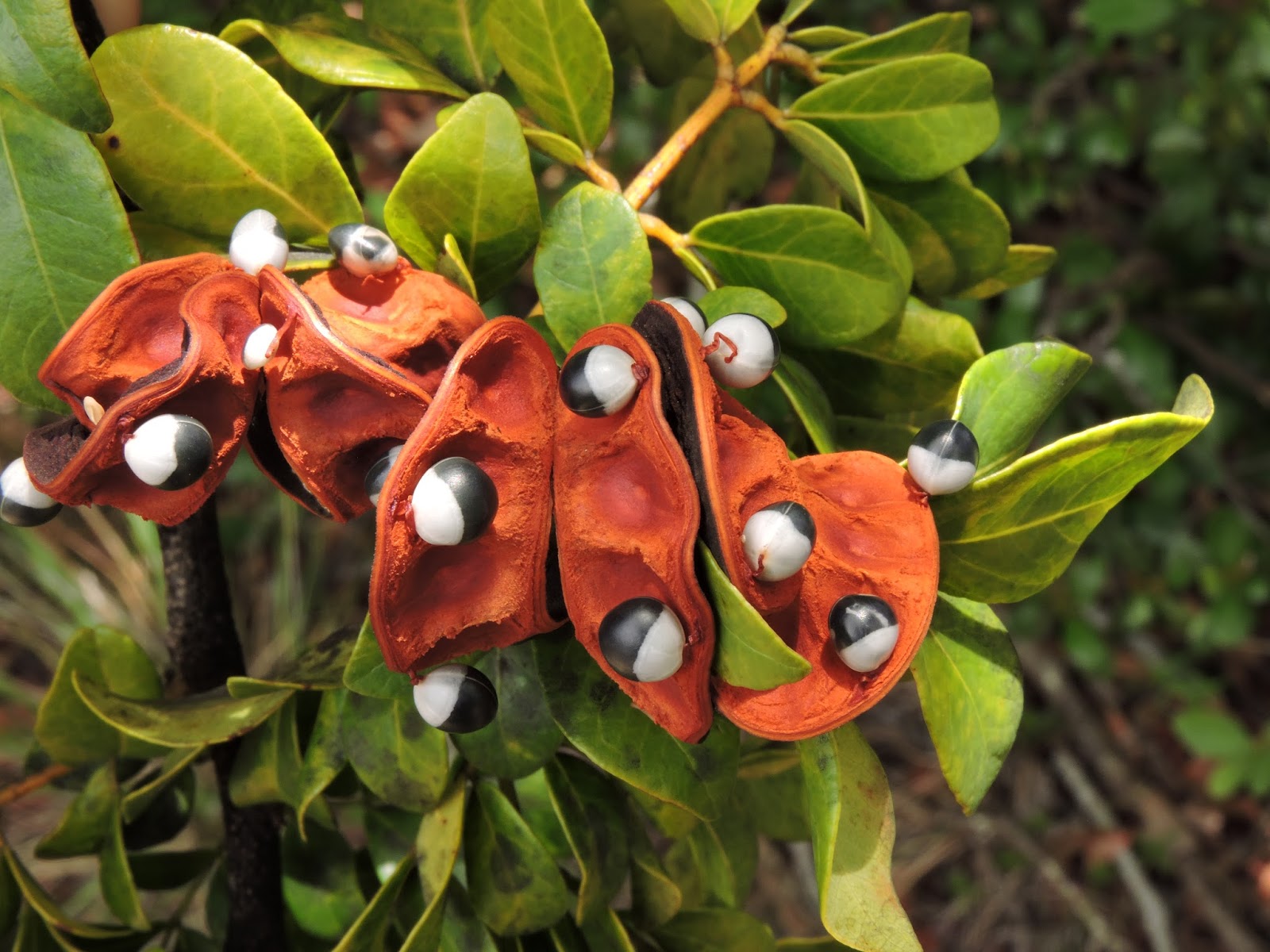 Fabaceae - Leguminosae no Brasil: Fabaceae - Abarema cochliacarpos ...