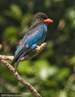 Jenis Burung Berkicau: Mengenal Burung Tengkek