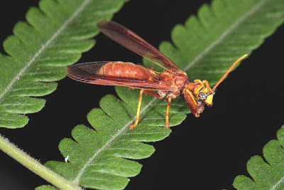 BunyipCo: November 2012