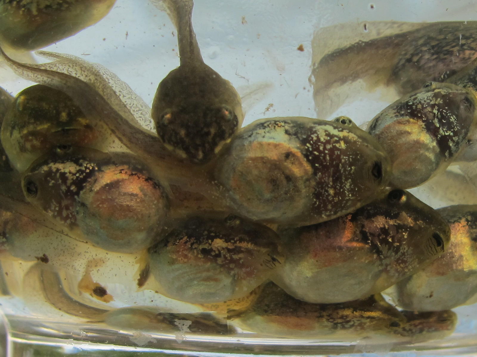 Blue Jay Barrens: Tadpoles