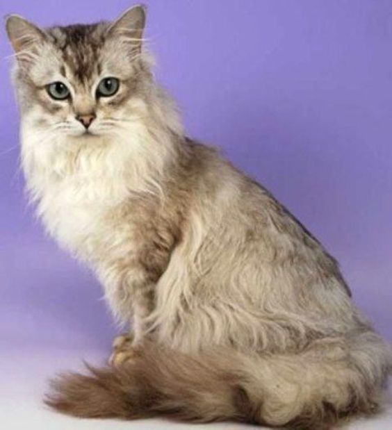 KUCING : Asian Semi-Long Hair