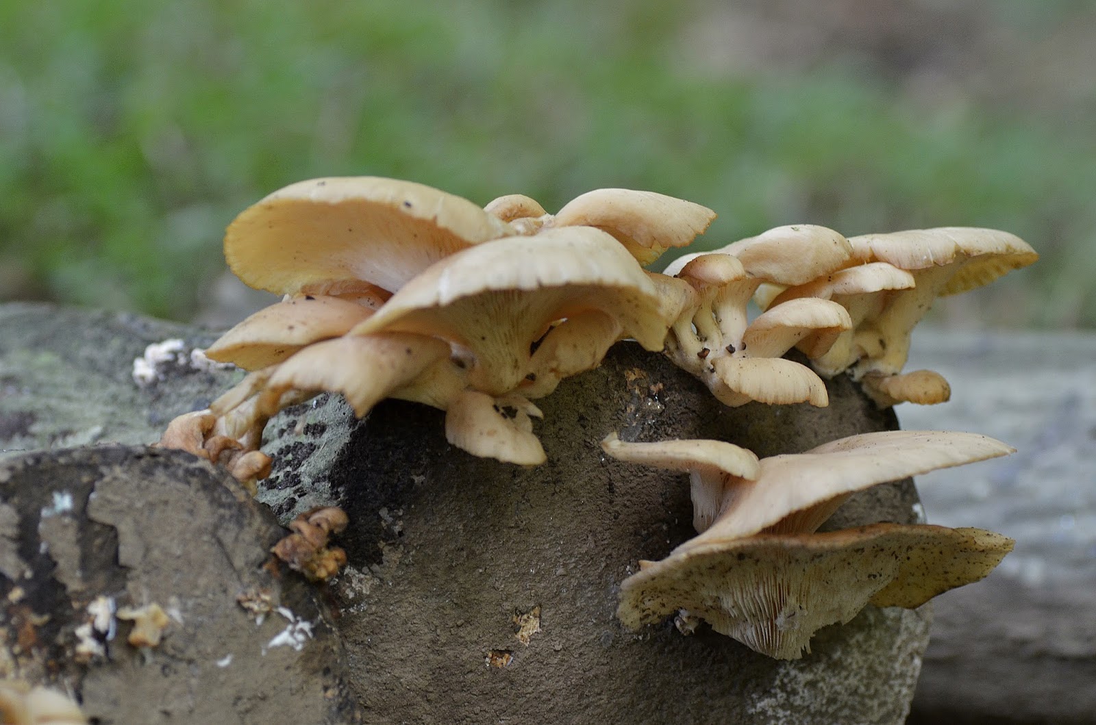 Čarovnije z male kmetije: Domači bukovi ostrigarji