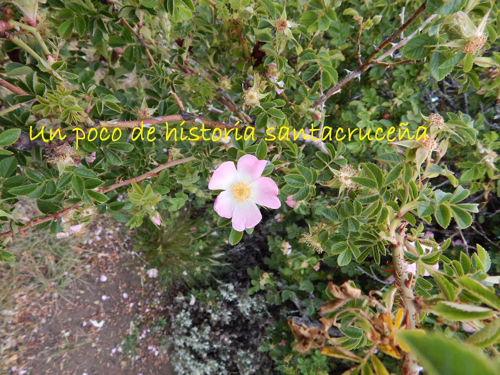 Un poco de historia santacruceña: PUERTO COIG