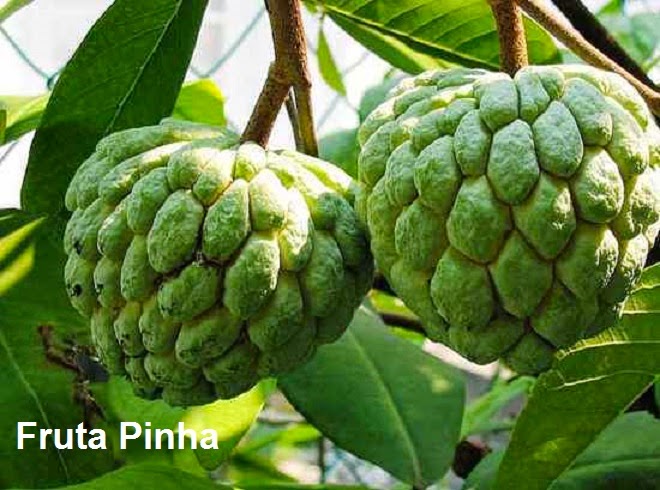 Pedaços de Mim: Frutas de Angola