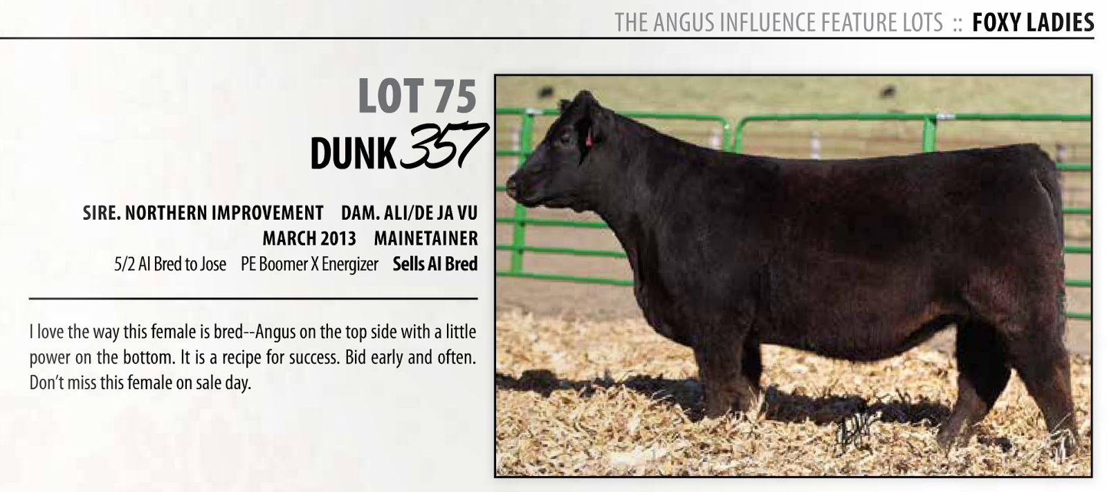 Executive Sires, Inc.: Dunk Cattle Co - Multiple Feature Bred Heifer ...