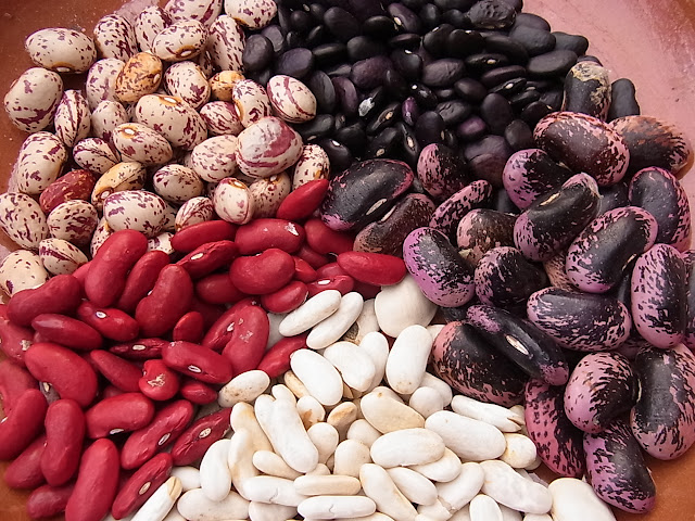 monotarcie: haricots