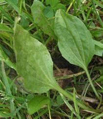 Ur naturens skafferi: Groblad