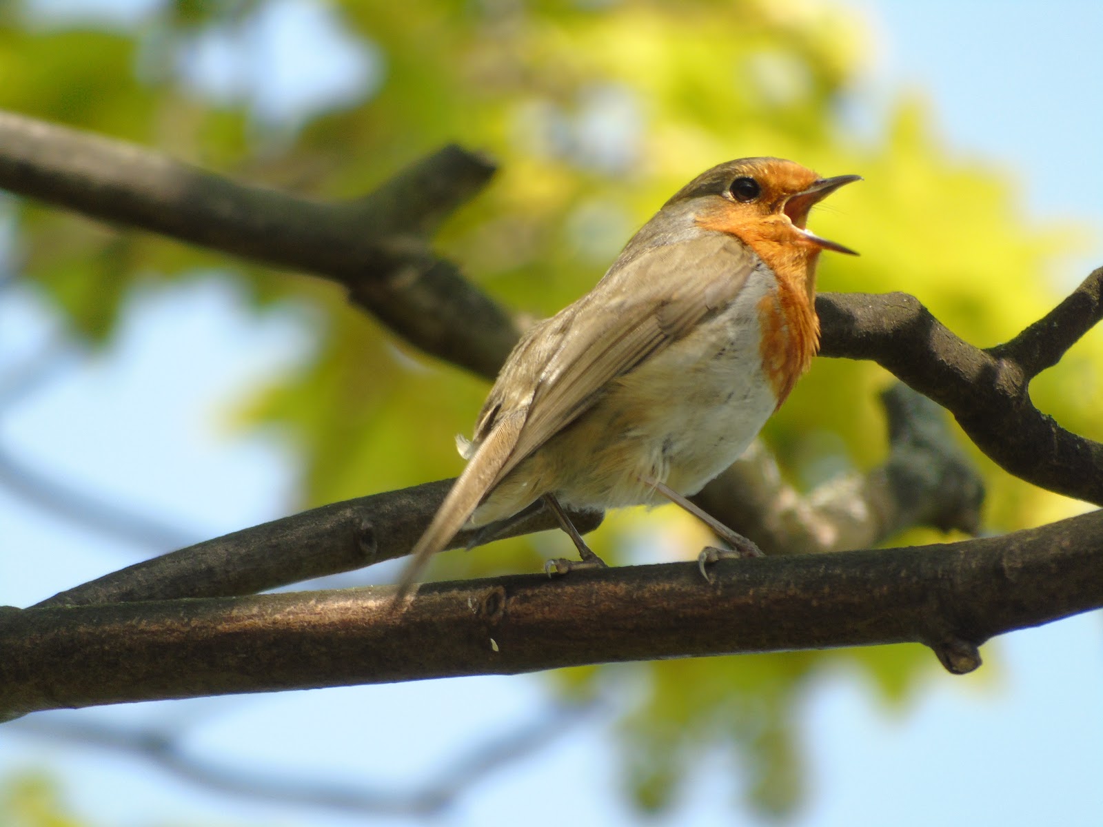 Marzenia się spełniają...: Ptasie trele / Singing the birds