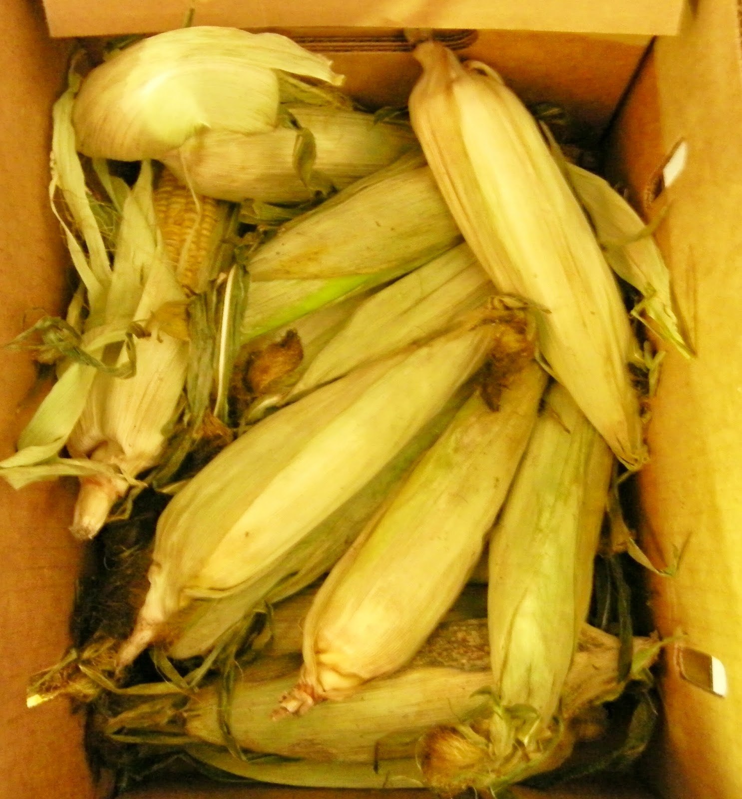 PRACTICAL PARSIMONY: Free or Cheap Groceries Last Week