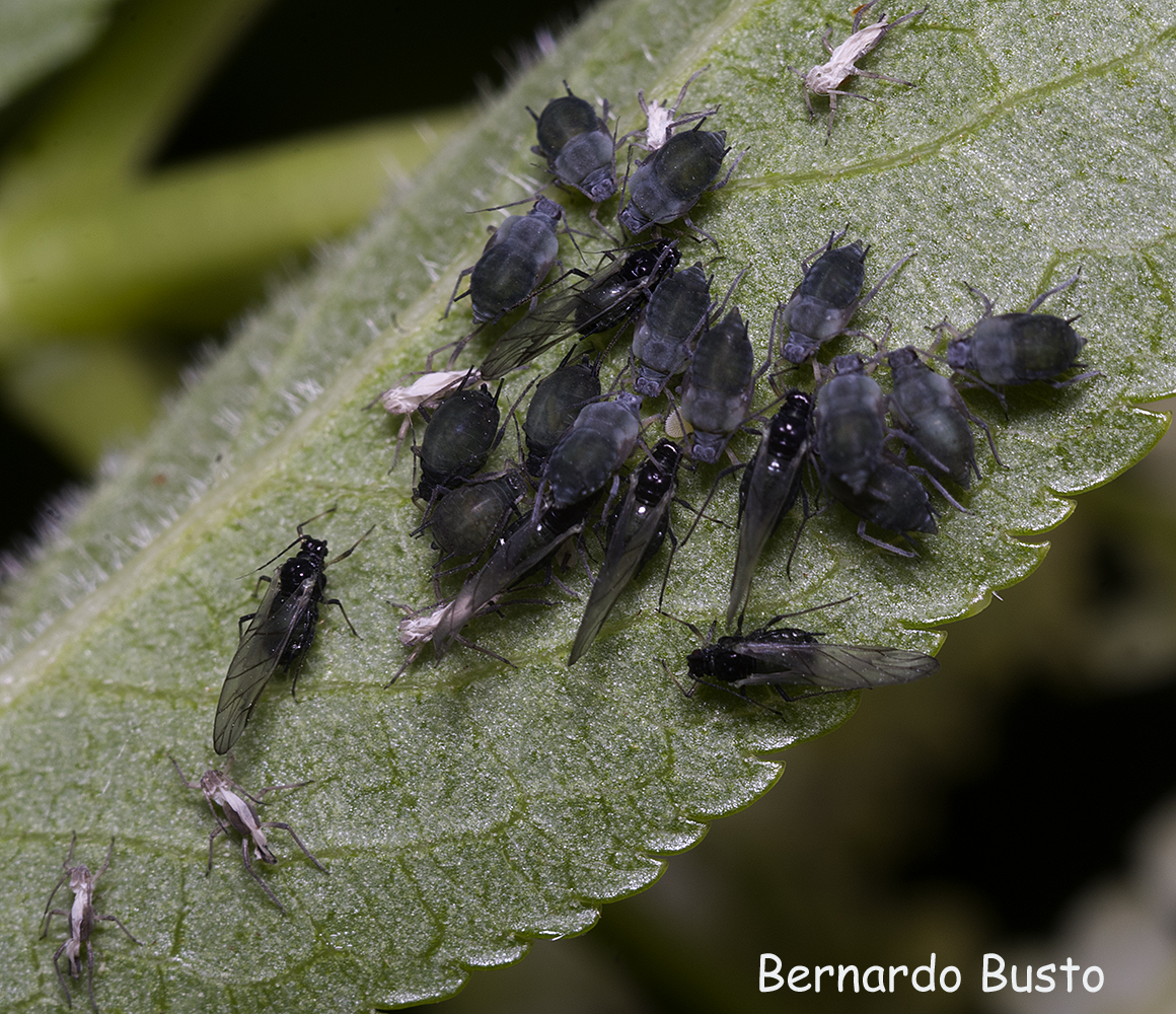 RÍA DE LA VILLA: Una de Pulgones