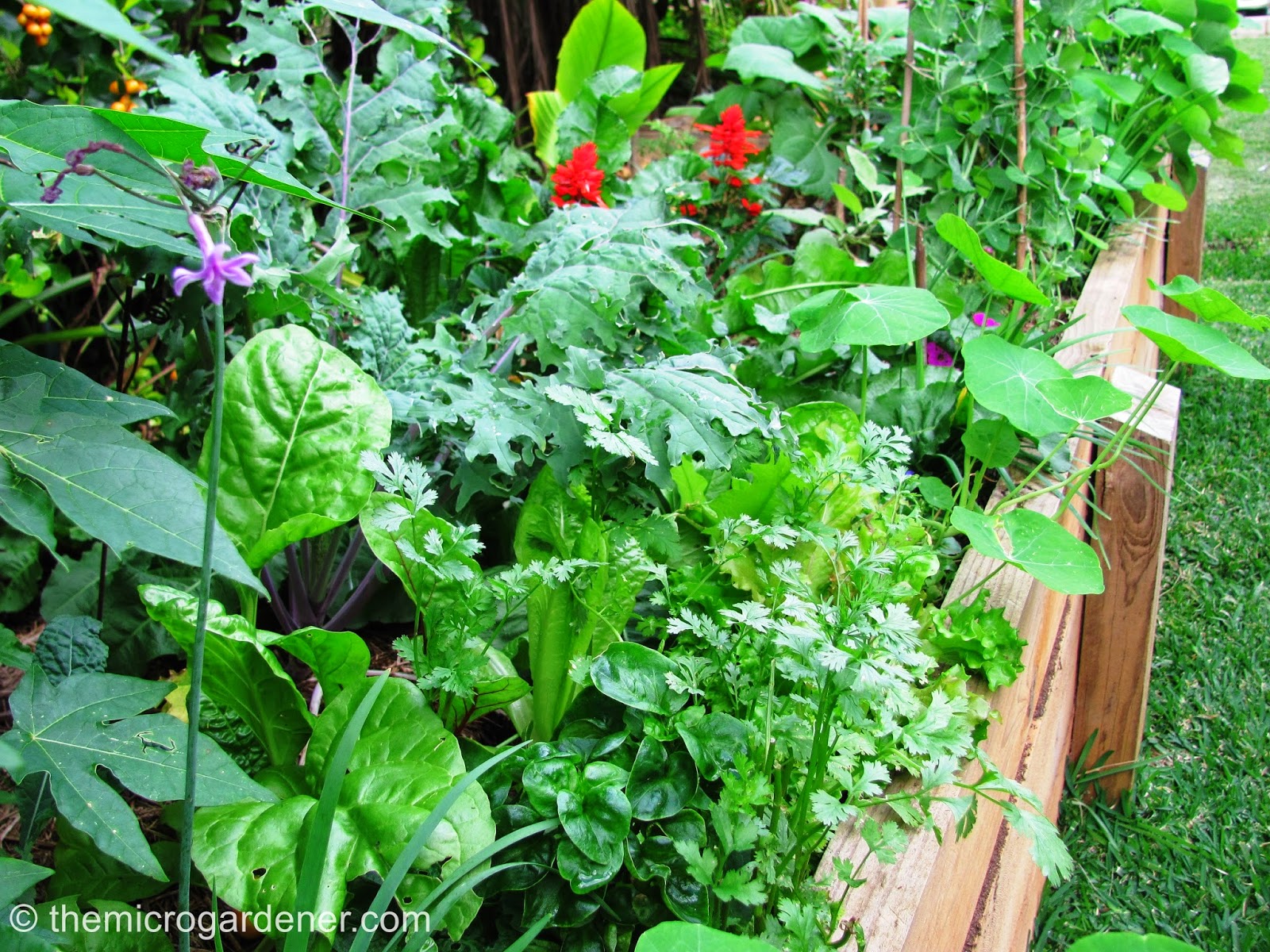 Eudlo Seed Savers Group: July Seedy Sunday - Winter Garden Activities