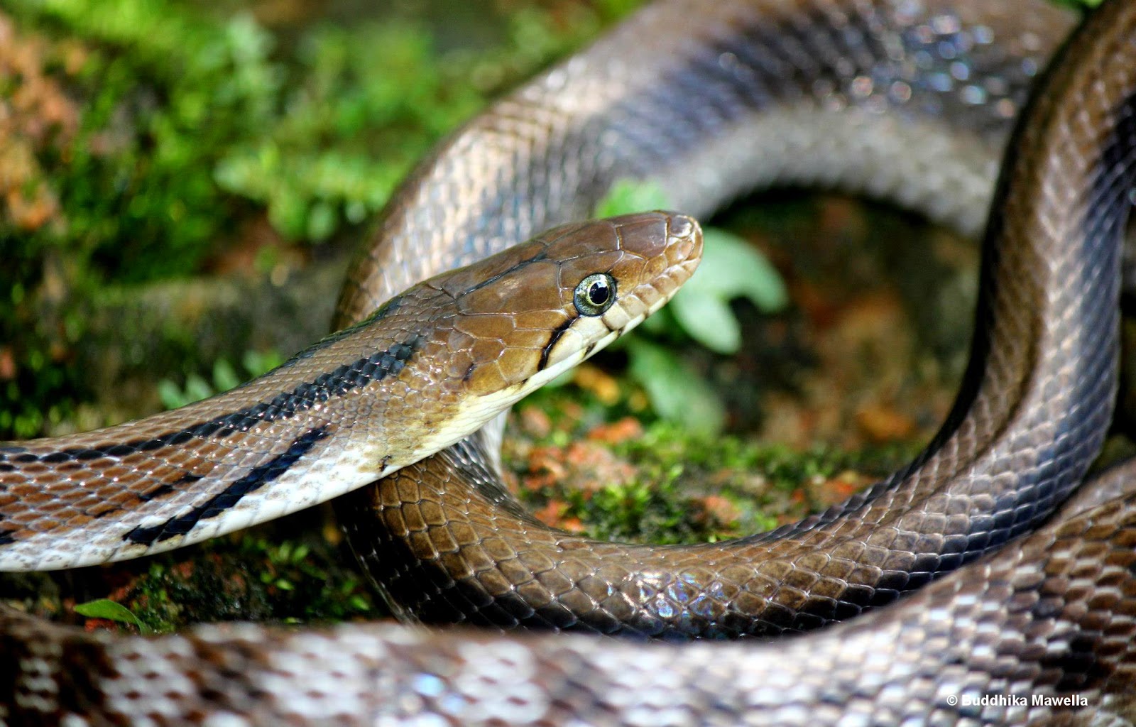 Lanka Nature Summary: Trinket snake (Coelognathus helena)