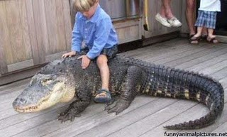 Zoo Animals: Funny Crocodile Pictures 2011
