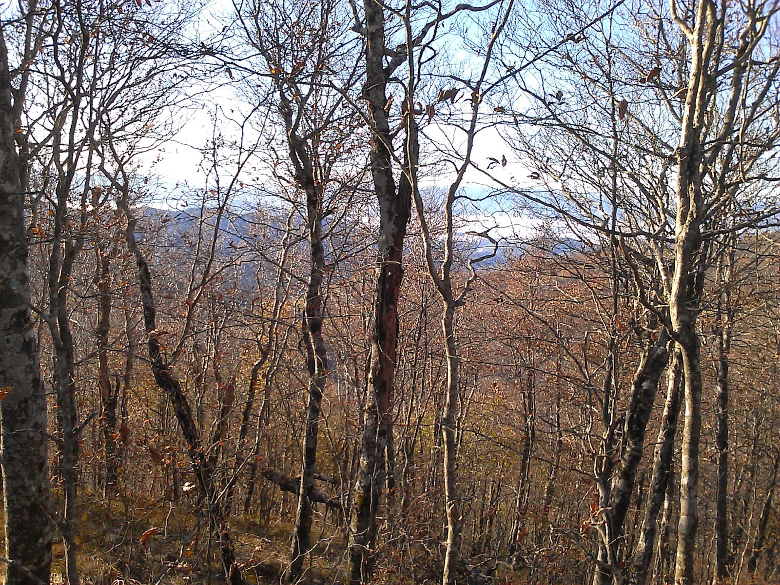 Hikes: Clingmans Dome - AT - Welch Ridge - High Rocks - Bear Creek ...