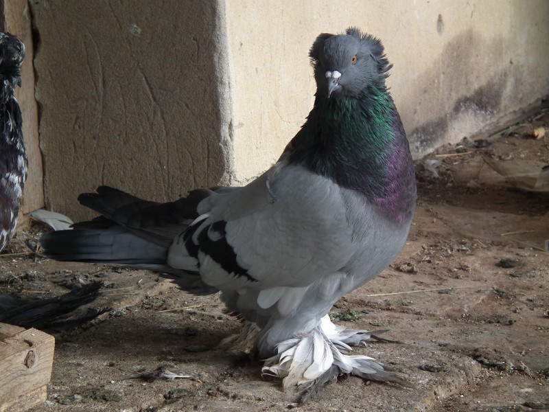 Hungarian Giant Pigeon ( Magyar órias galamb ) - Pigeons fall