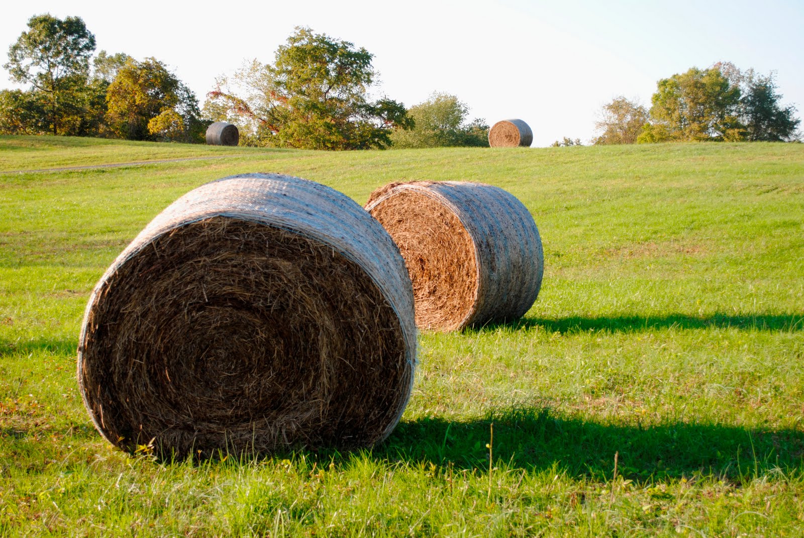 Shenandoah River, Blue Riidge Mountains and Northern Virginia Horse ...