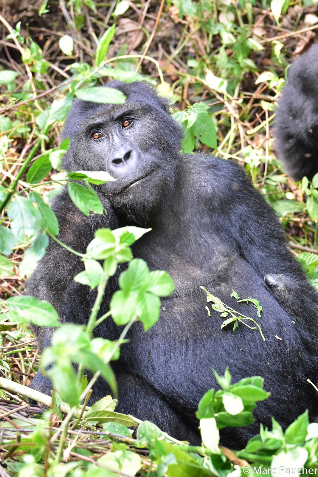 World Travel - Marc & Peggy Faucher: The Largest Living Primates!