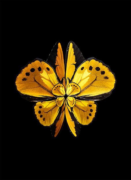 joseph scissorhands: Seb Janiak: Butterflies Through Others Eyes #16