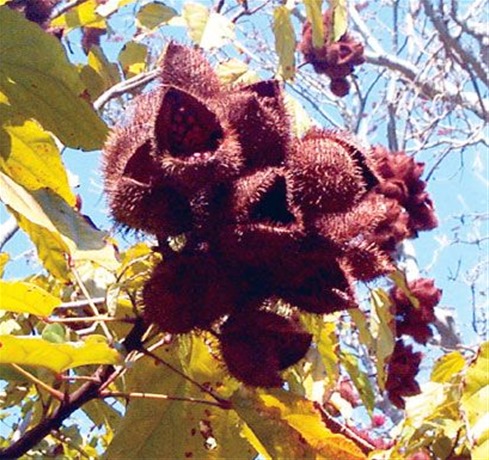 La bija: más que un colorante natural