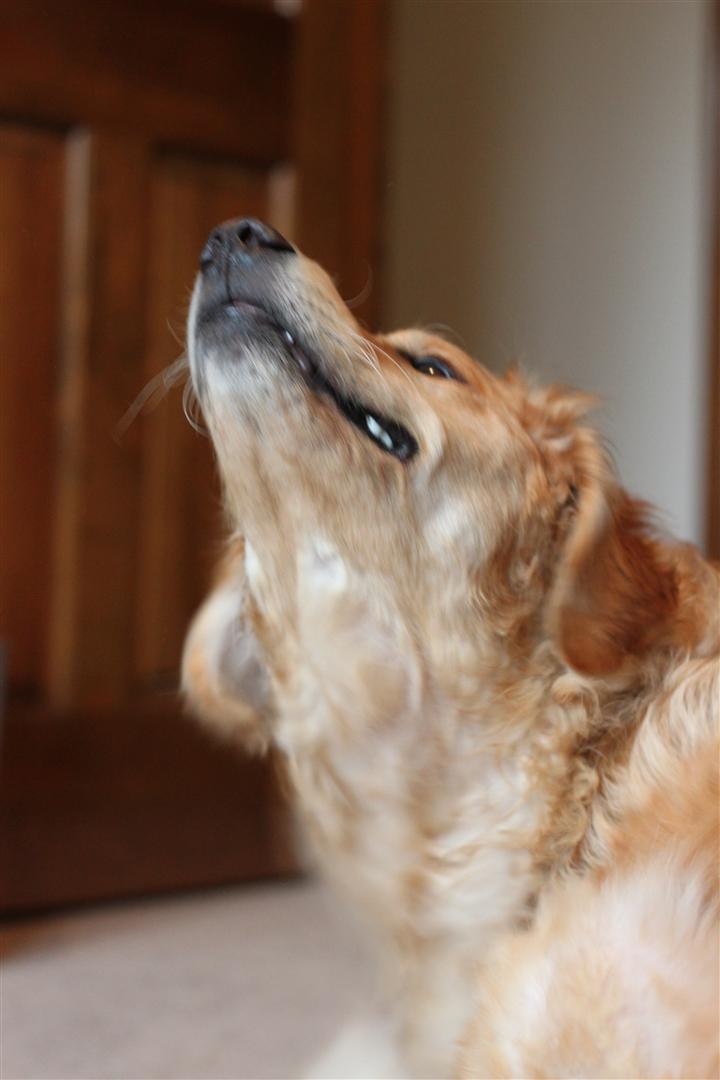 645 workshop by the crafty cpa: me: puppy photo shoot