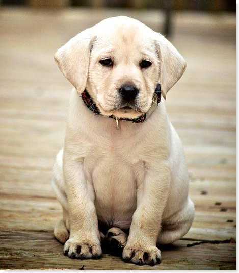 Labrador Retriever - Una raza excepcional - El labrador retriever