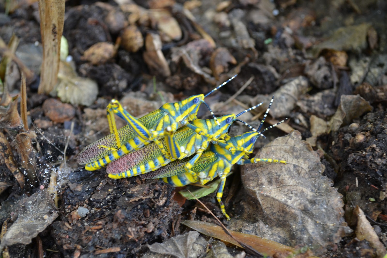 Wild Life: Tiddi Insect