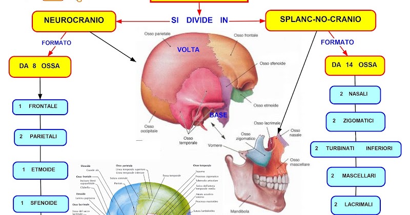MAPPER: OSSA DEL CRANIO