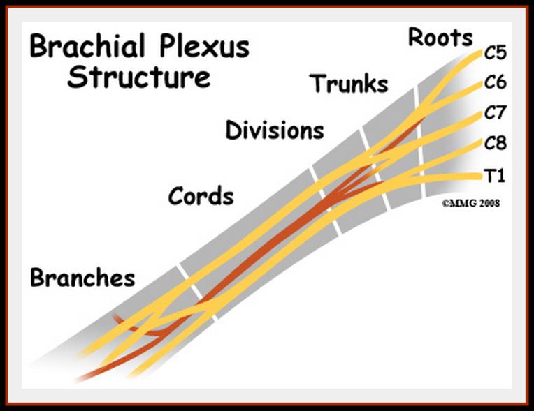 truthlady3: Dermatomes Dermal Segmentation