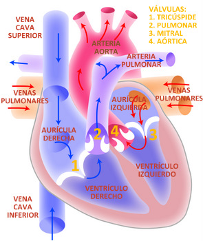 La salud femenina: Qué es la insuficiencia aórtica, causas, síntomas y ...