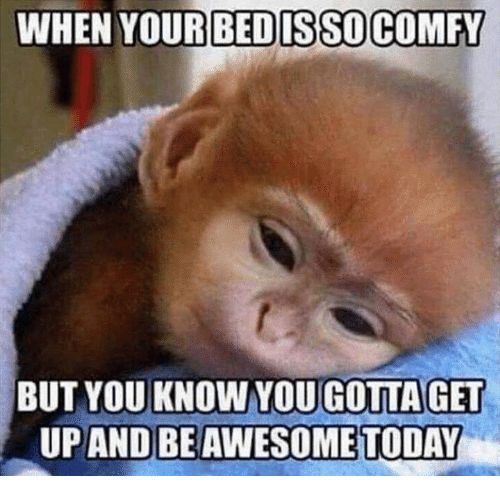 40+ Most Hilarious and Funny Good Morning Memes