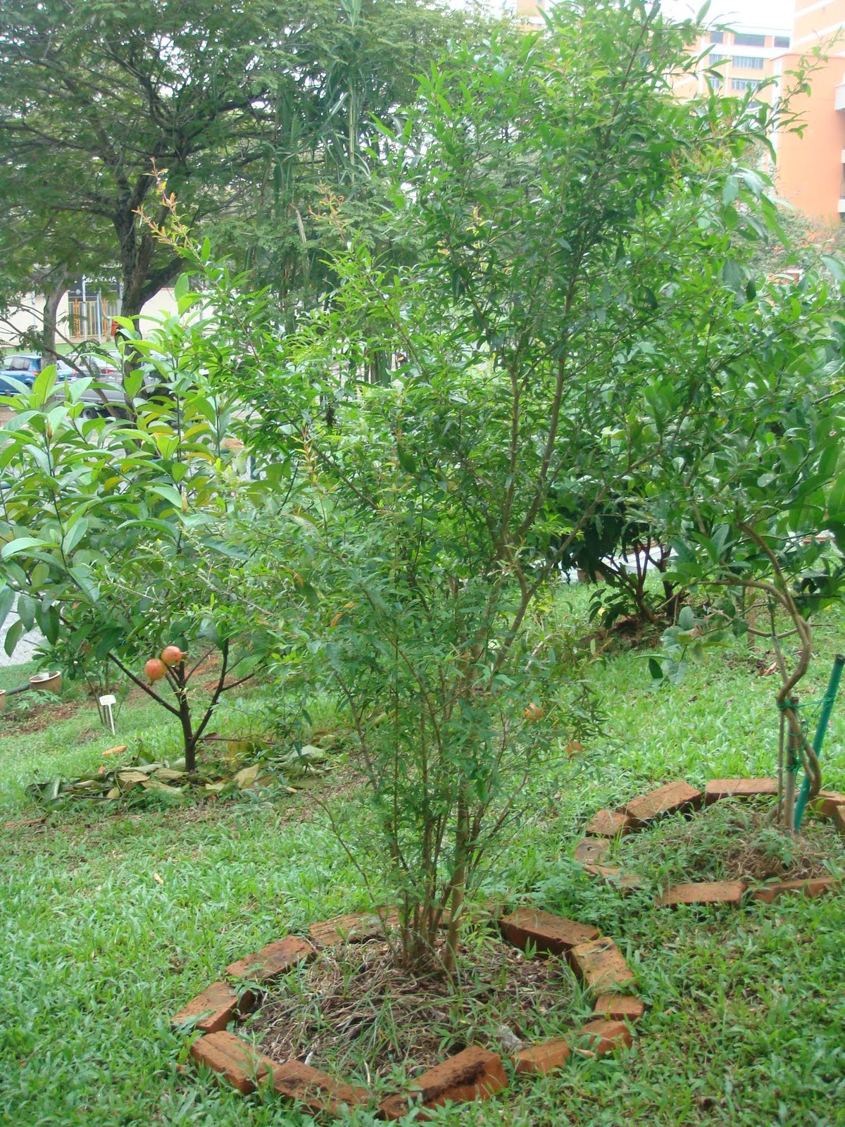 Get Much Information: Trees, Plants & Flowers - 2