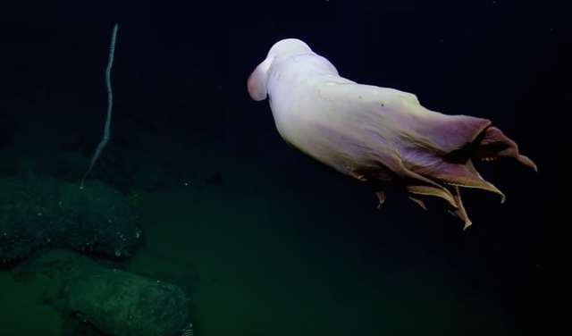 LOOK: Scientists capture photos of deep-sea ‘ghost’