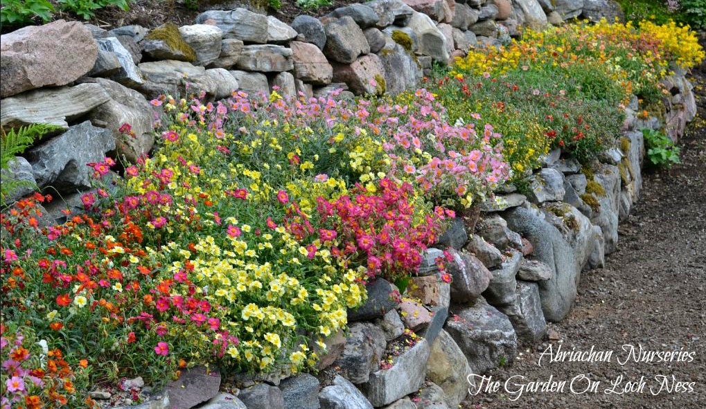 Abriachan Nurseries - The Garden On Loch Ness: ROCK ROSES - The ...