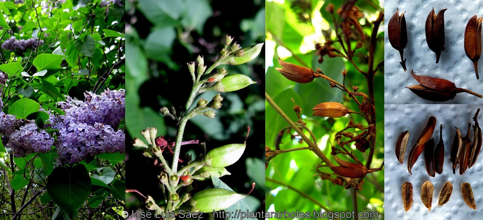 PLANTAR ÁRBOLES y arbustos: Arbustos NO autóctonos de España (Alóctonos)