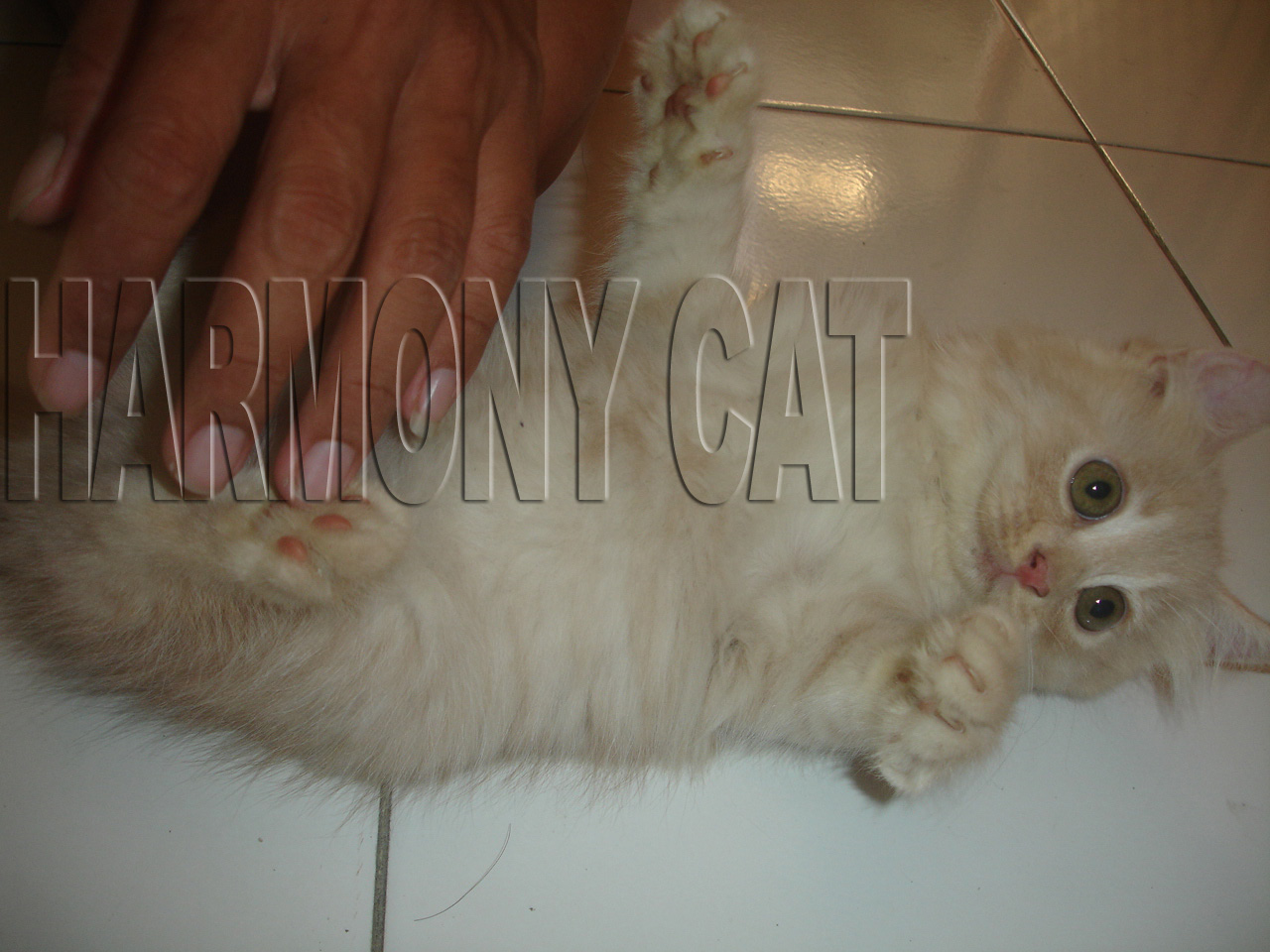 Hamster Dan Kucing Persia Murah Surabaya: 08/01/2012 - 09/01/2012